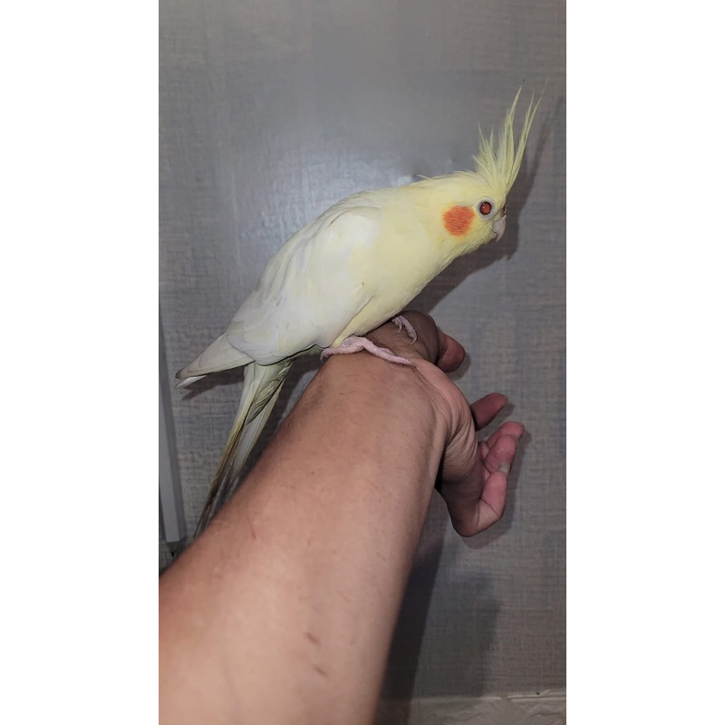 Jual Burung Parkit Australi | Falk Beraneka Warna | Shopee Indonesia