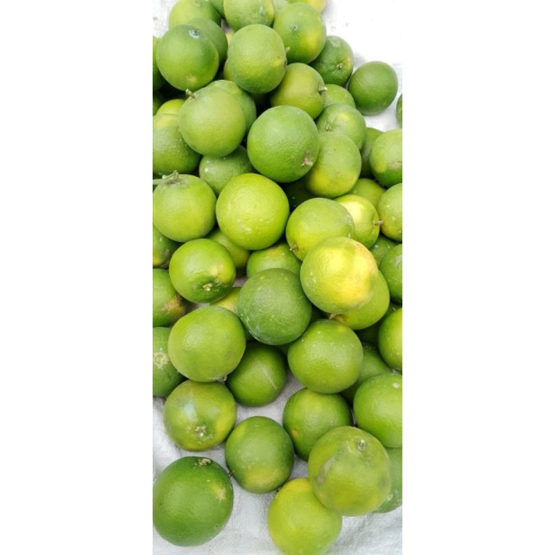 Jual jeruk baby java fresh 1 kg - jeruk malang - manis segar - jeruk ...