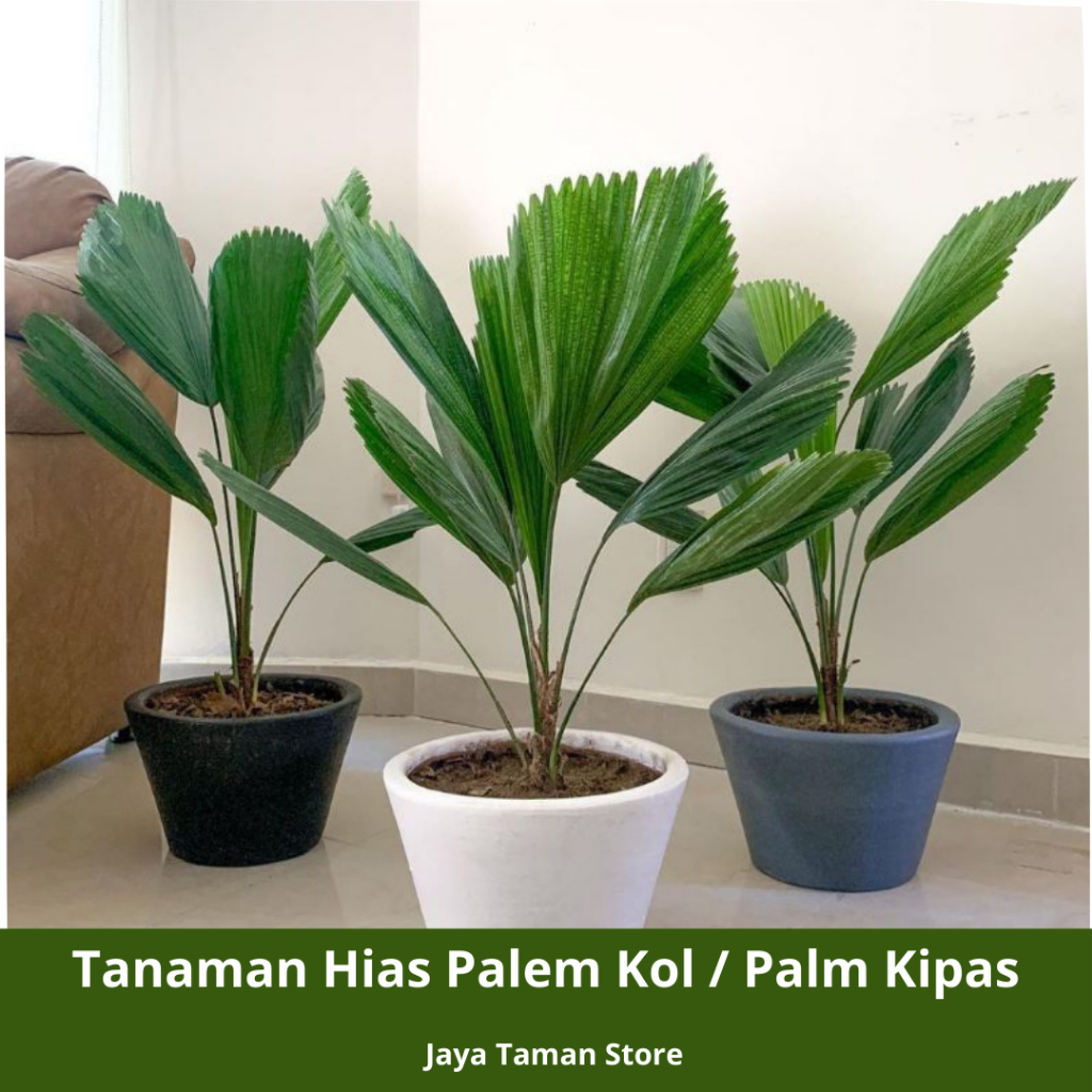 Jual Promo COD!!! Tanaman Hias Palem Kol - Tanaman Pohon Palm Kipas Kol ...