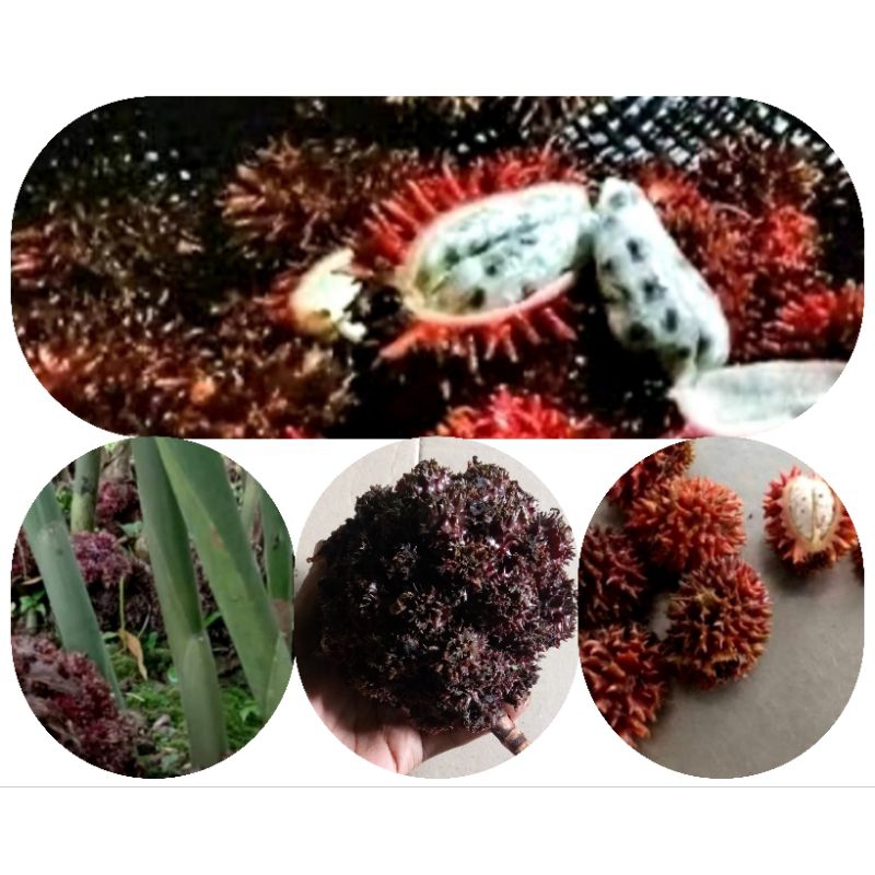 Jual Buah parahulu/rambutan tanah 300 gram petik langsung | Shopee ...