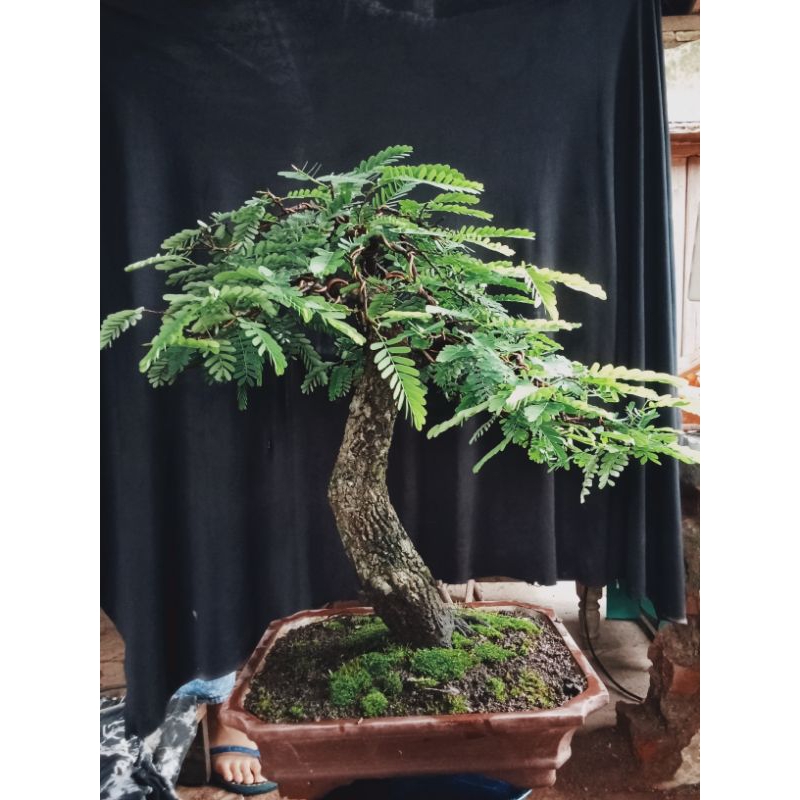 Jual bonsai asem Jawa sesuai gambar | Shopee Indonesia