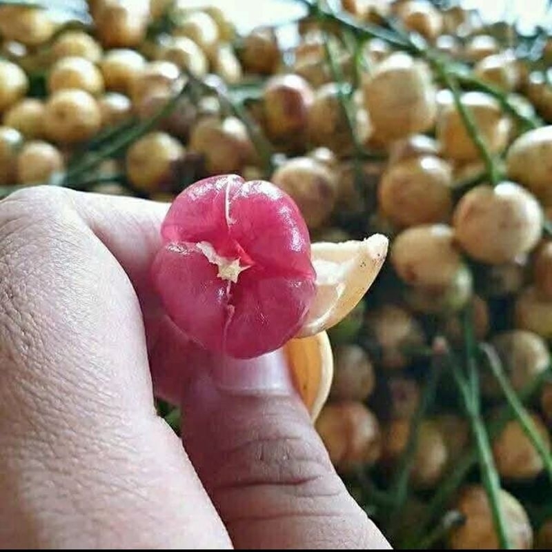 Jual Buah pundung/Menteng merah/putih, buah langka eksotik, kepundung ...