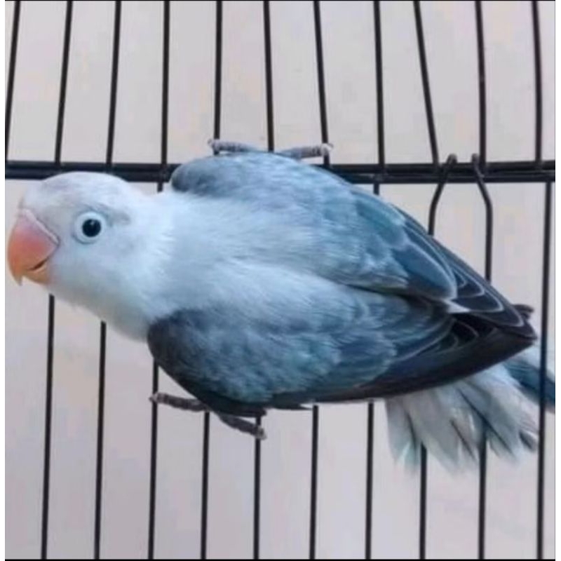 Jual BURUNG LOVEBIRD BIOLA EUWING BLuE RAWATAN. | Shopee Indonesia
