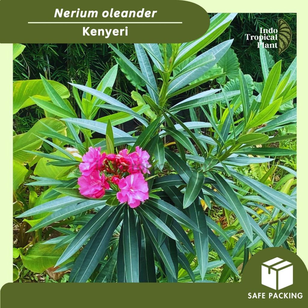 Jual Tanaman Hias kenyeri / Nerium oleander / Hiasan Taman | Shopee ...
