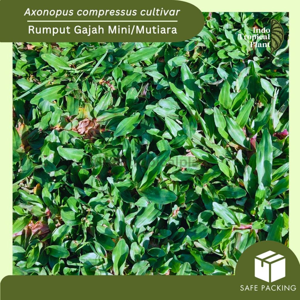 Jual Rumput Mutiara / Rumput Gajah Mini / Axonopus compressus cultivar ...