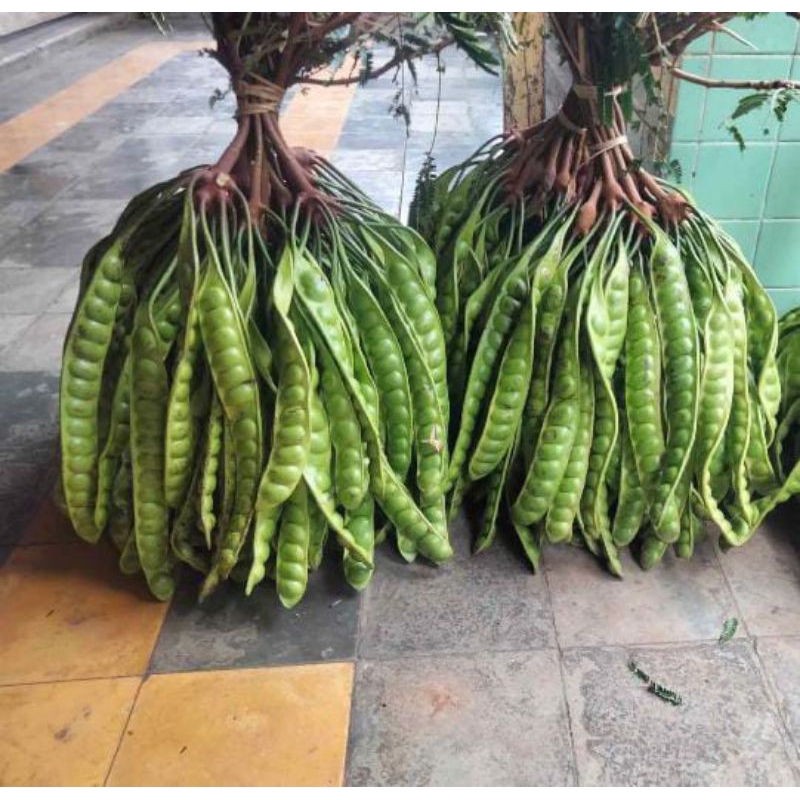 Jual 5 papan/lonjor Pete / petai lalap | Shopee Indonesia