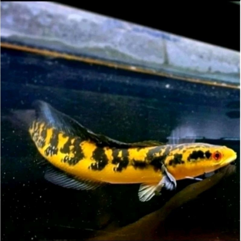 Jual channa yellow sentarum size 12-14cm | Shopee Indonesia