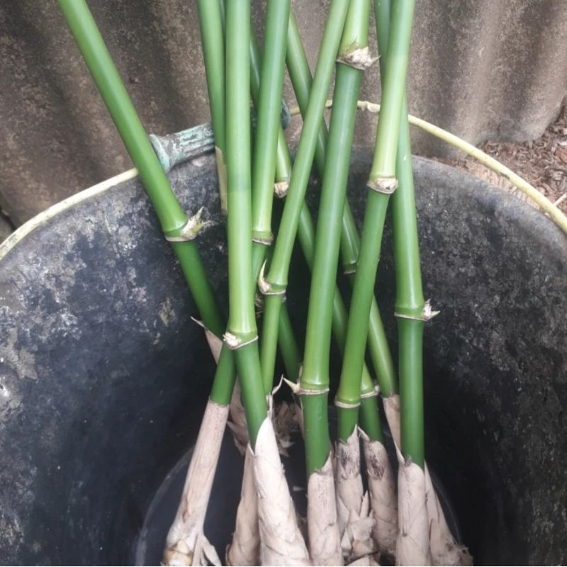 Jual BIBIT STEK BAMBU AMPEL HIJAU SIAP TANAM ( ISI 5 BIBIT) | Shopee ...