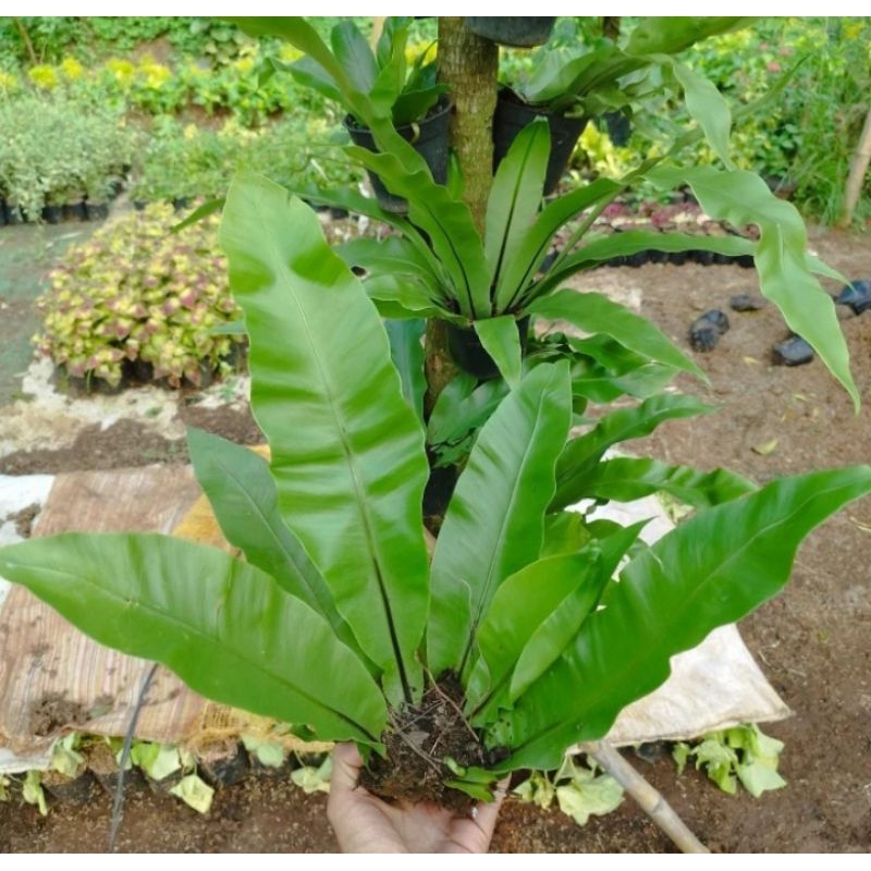 Jual Tanaman Paku Kadaka Sarang Burung / Kadaka Mini / Tanaman Kadaka ...