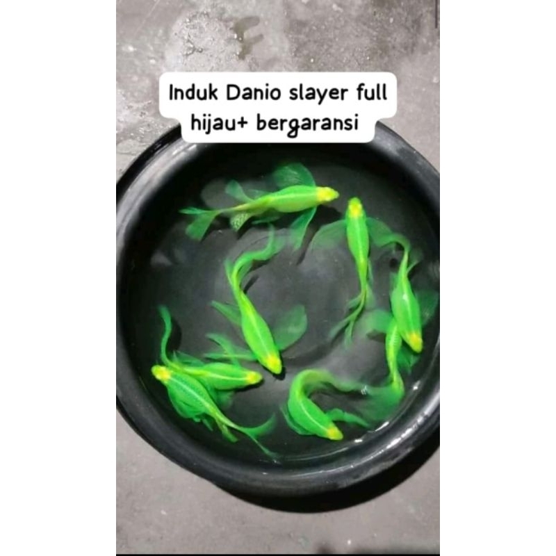 Jual bungkus ikan danio slayer | Shopee Indonesia