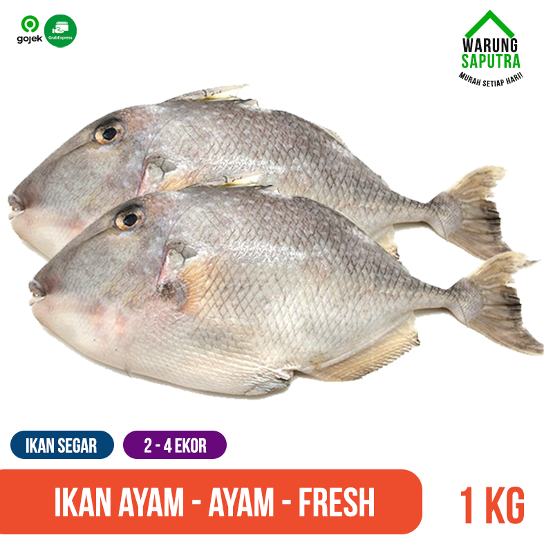 Jual Ikan Etong Terlengkap & Harga Terbaru Mei 2026 | Shopee Indonesia