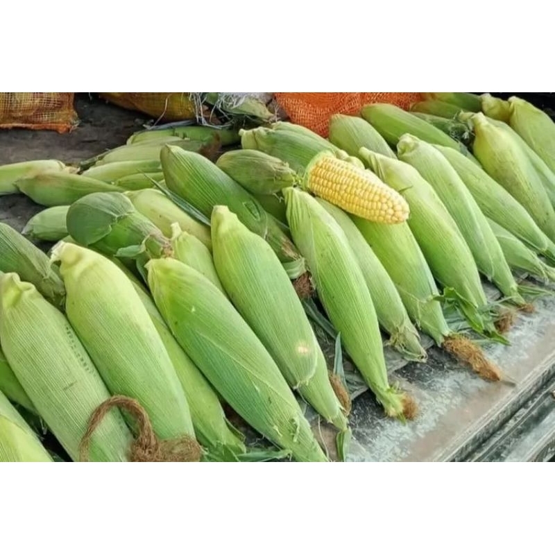 Jual Jagung Manis Jagung Manis Segar Jagung Manis kupas Jagung manis ...