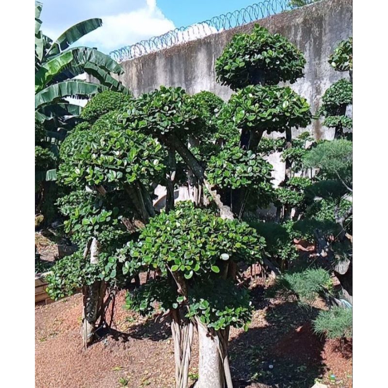 Jual redy pohon bonsai elegen dolar | Shopee Indonesia