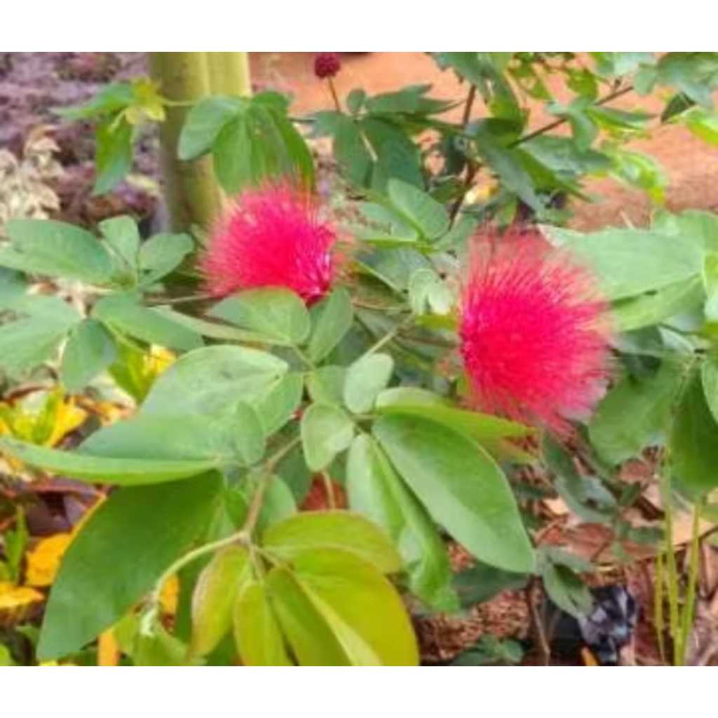 Jual Bibit tanaman bunga kaliandra - pohon kaliandra | Shopee Indonesia