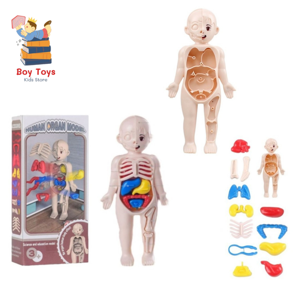 Jual Mainan Anak Human Organ Model 349AB Edukasi Anak Mengenal Nama Organ Simulasi Posisi Organ ...