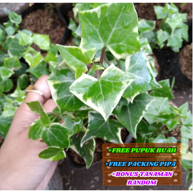 Jual Bibit Bunga IVY Varigata | Tanaman Hias Super Cantik | Shopee ...