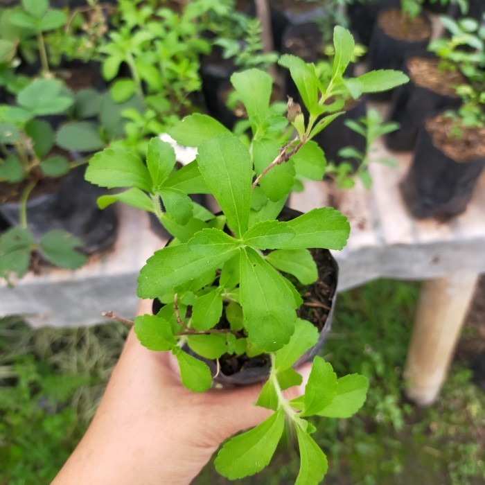 Jual Bibit Stevia – Daun Manis Alami, Pengganti Gula yang Sehat ...
