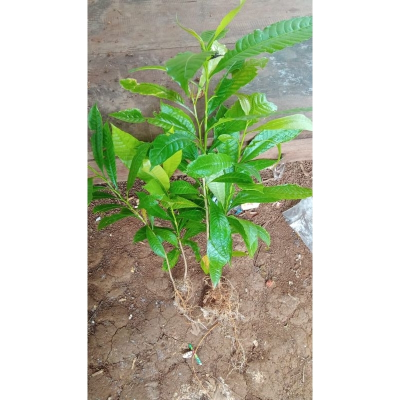 Jual bibit benih pohon Putat murah per 10 pohon | Shopee Indonesia