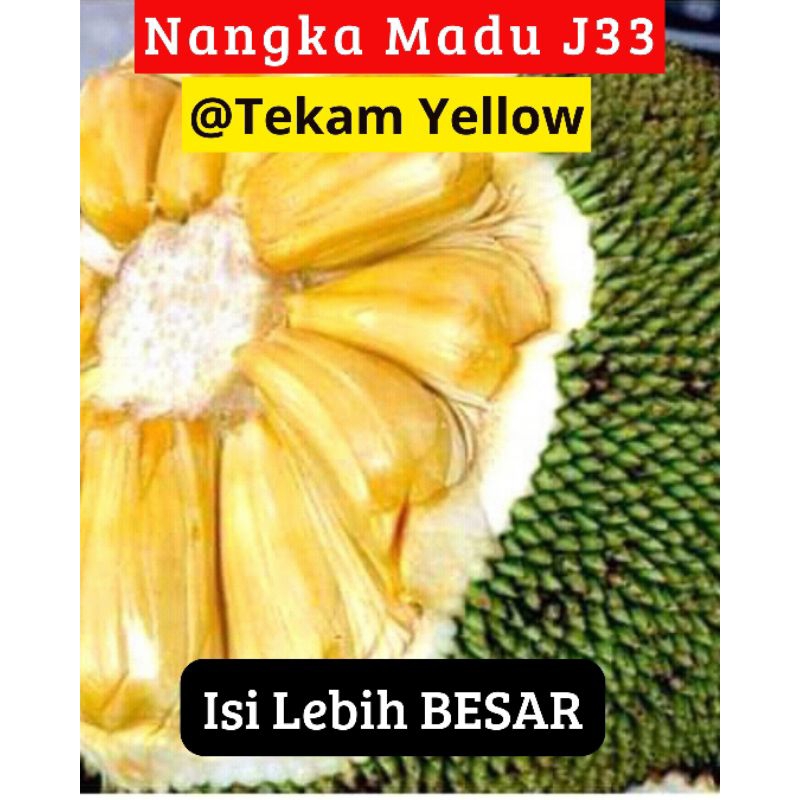 Jual Nangka Madu J33 Malaysia Ukuran 50-70cm Garansi 100% Valid | Shopee Indonesia