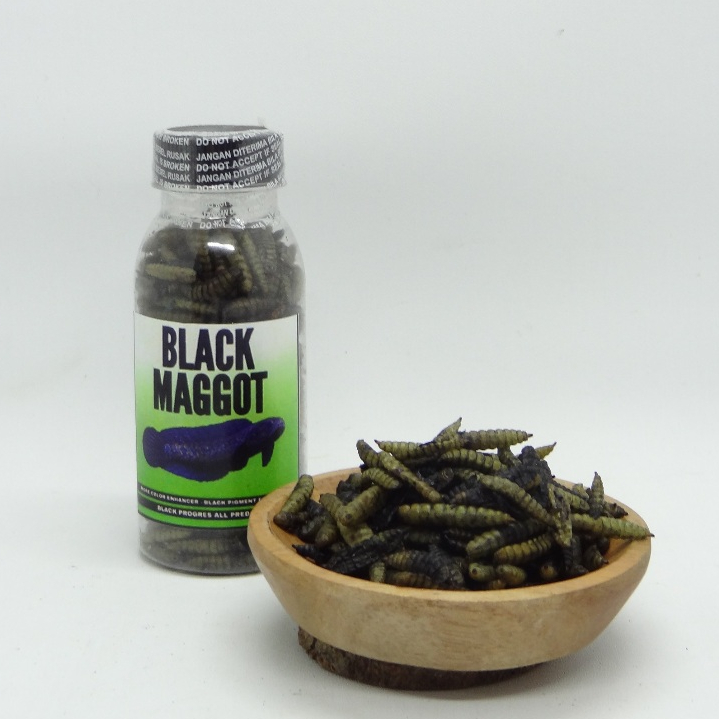 Jual Black Maggot Untuk Asiatica ws / Maru Kemasan Botol 100ml | Shopee ...