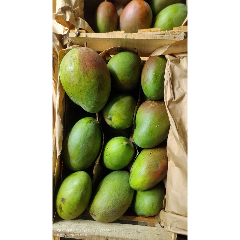 Jual Mangga Muda Brazil | Shopee Indonesia
