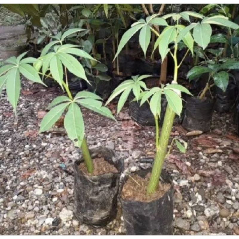 Jual Bibit Pohon Randu Kapuk 1kg | Shopee Indonesia