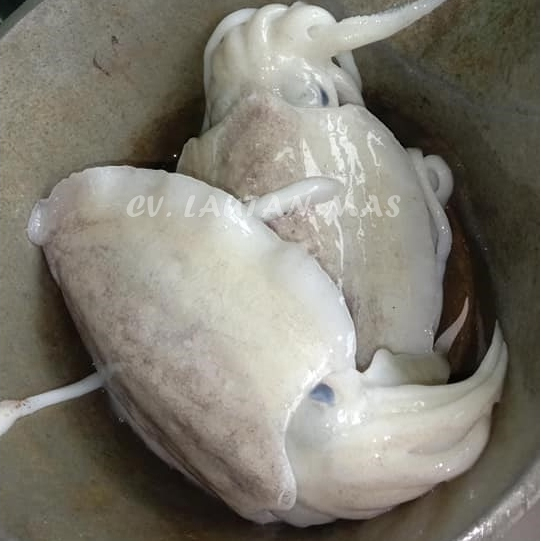 Jual Balakutak Hitam Segar Cumi Segar Balakutak 1Kg | Shopee Indonesia