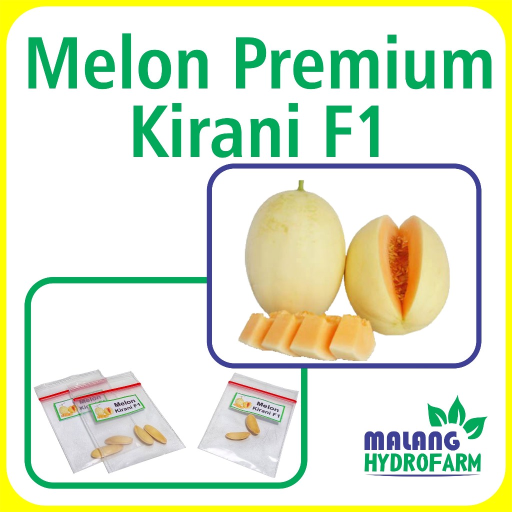 Jual Benih Melon Premium Kirani F1 Unggulan Berkualitas biji bibit ...