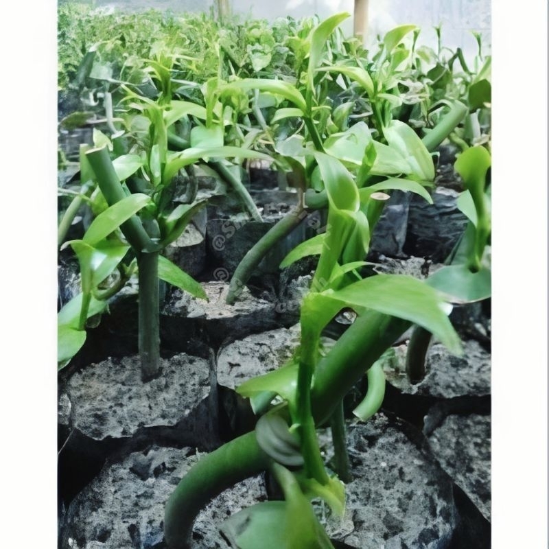 Jual Bibit stek vanili planifolia super unggul | Shopee Indonesia