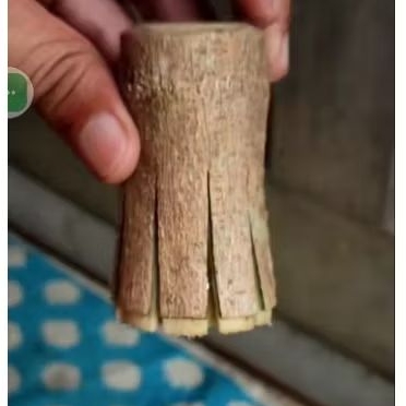 Jual isi 3 batang stek pecah sisip bonsai sancang besar siap tanam ...