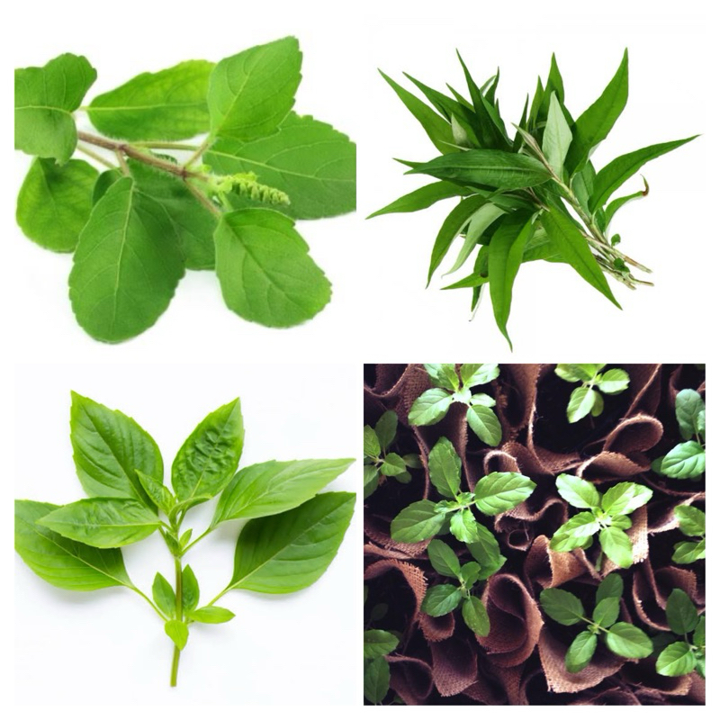 Jual Daun Kemangi Fresh | Daun Kesum Laksa | Daun Ruku-Ruku Holy Basil ...