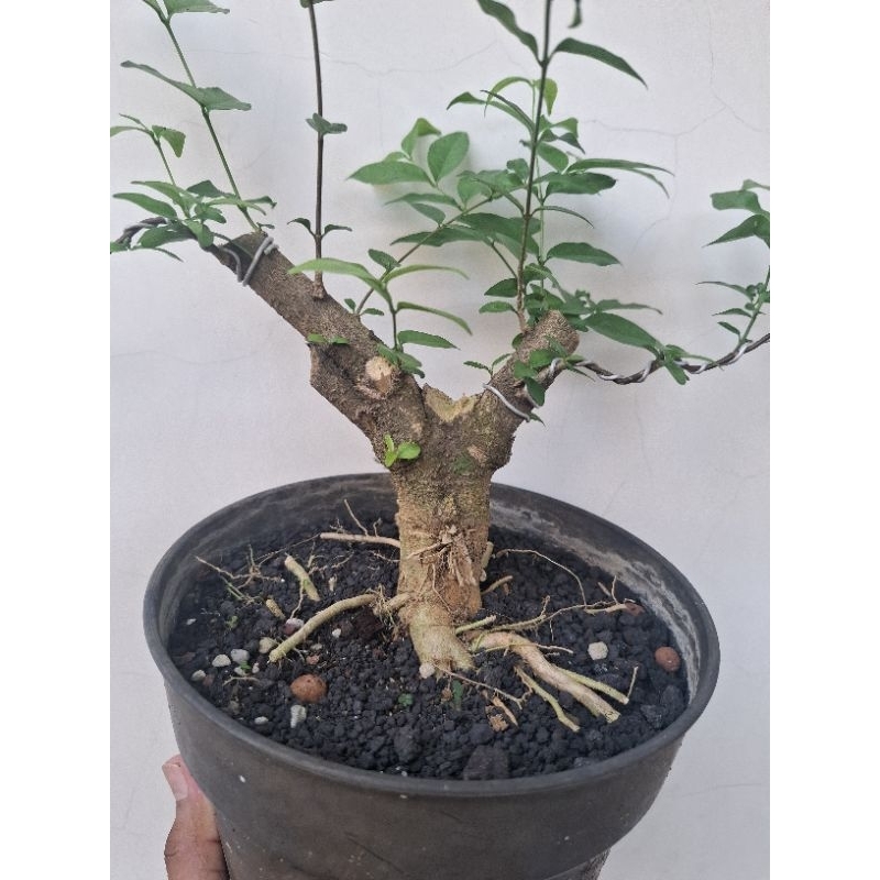 Jual bonsai anting putri | Shopee Indonesia