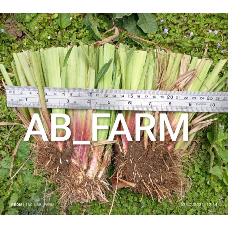 Jual bibit rumput setaria sphacelata 1/2-1kg (40-70) batang | Shopee ...