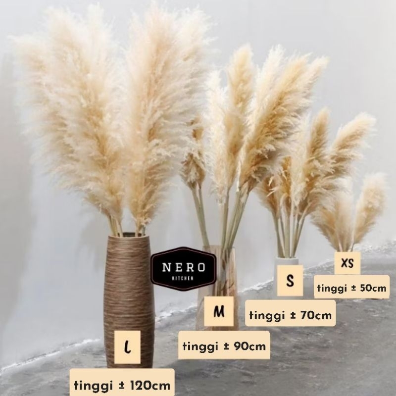 Jual Pampas Creamy Import / Rumput Kering / Bunga Kering / Dekorasi ...