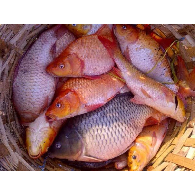 Jual IKAN MAS BERSIH SISIK DAN PERUT FRESH BEKU 500 GR | Shopee Indonesia