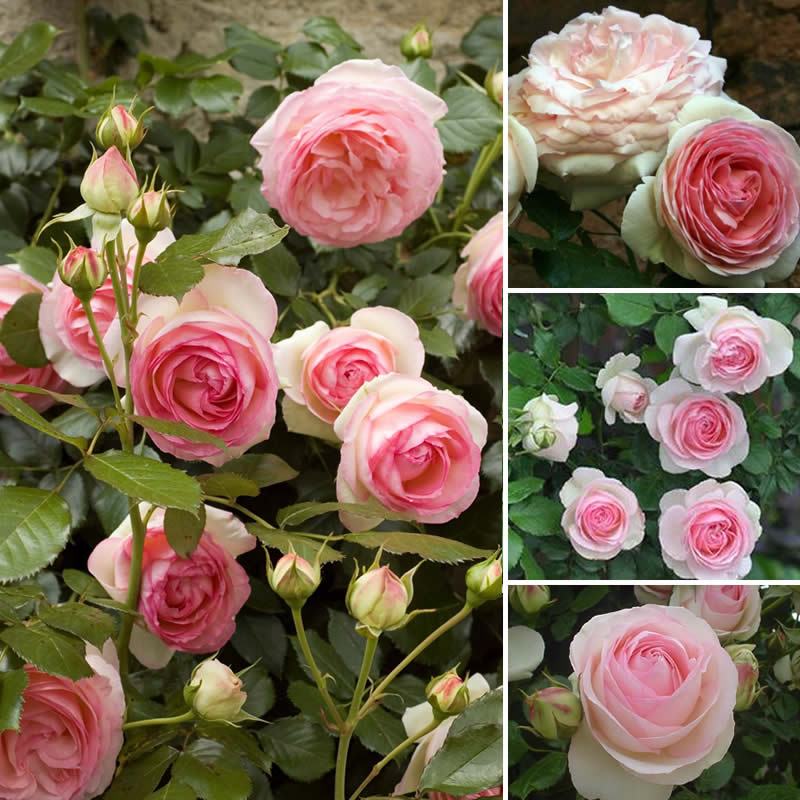 Jual Mawar Import Pierre De Ronsard Climbing Rose | Shopee Indonesia