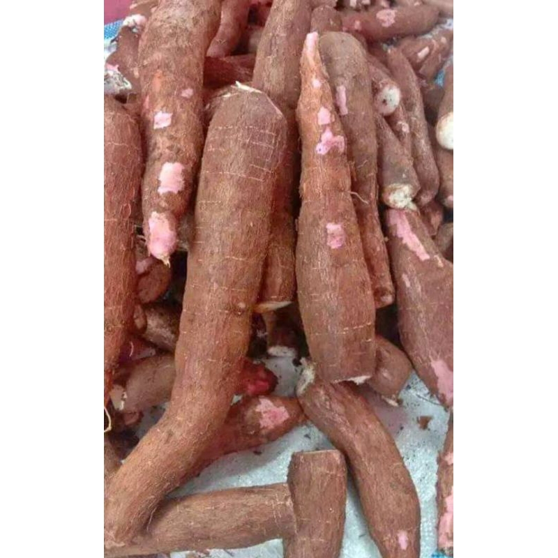 Jual INSTAN - SINGKONG / KETELA POHON 1KG | Shopee Indonesia