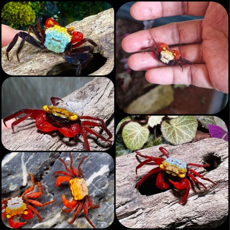 Jual kepiting hias rainbow vampire crab atau geosesarma rouxi untuk ...