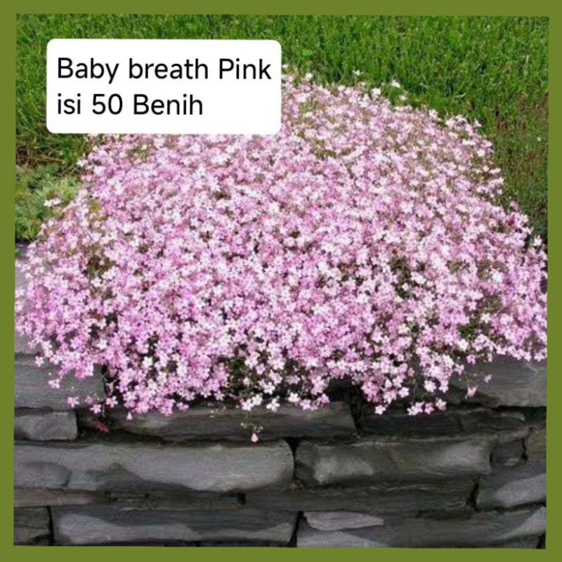 Jual Benih bunga baby bearth pink (50 Butir) | Shopee Indonesia