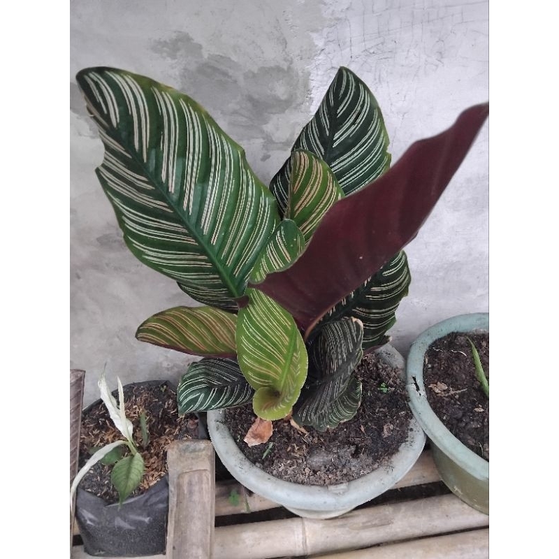Jual TANAMAN BUNGA CALATHEA ORNATA | Shopee Indonesia