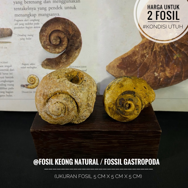 Jual Fosil Keong Natural B36 atau Fosil Kerang Purba atau Fossil Gastropoda atau Fosil Kol ...