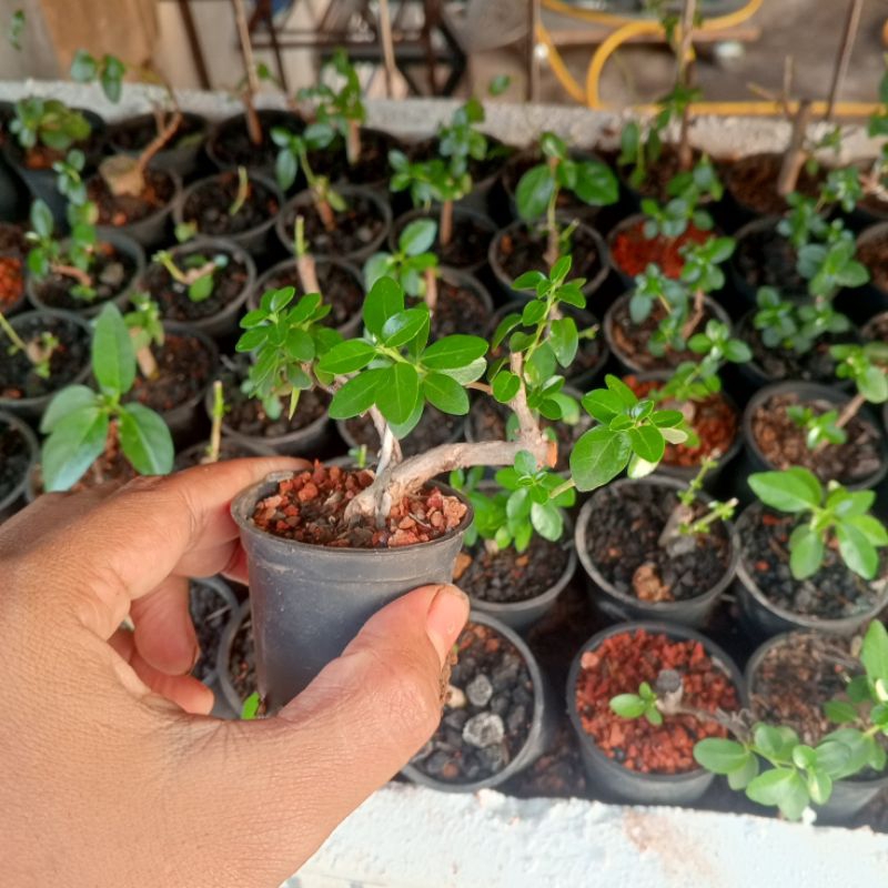 Jual bahan bonsai Sancang mini | Shopee Indonesia
