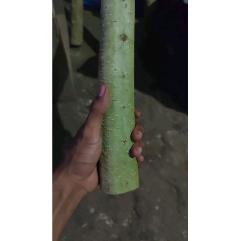 Jual batang anting putri besar | Shopee Indonesia