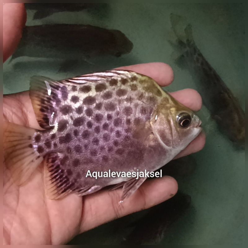 Jual ikan ketang ketang air tawar -+10cm | Shopee Indonesia