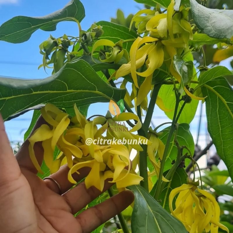 Jual Bibit Bunga Kenanga Tumpuk Hasil Okulasi Siap Berbunga ...