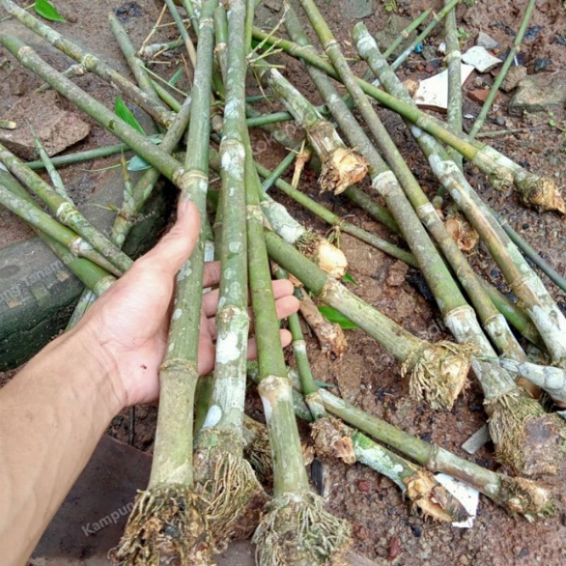 Jual bibit bambu petung/bambu besar super | Shopee Indonesia