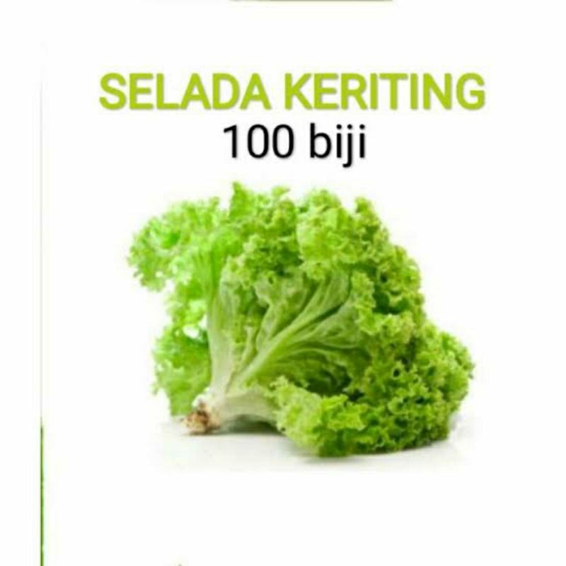 Jual Benih Selada F1 Hybrid Lettuce LECTUS F1 kemasan repack benih ...