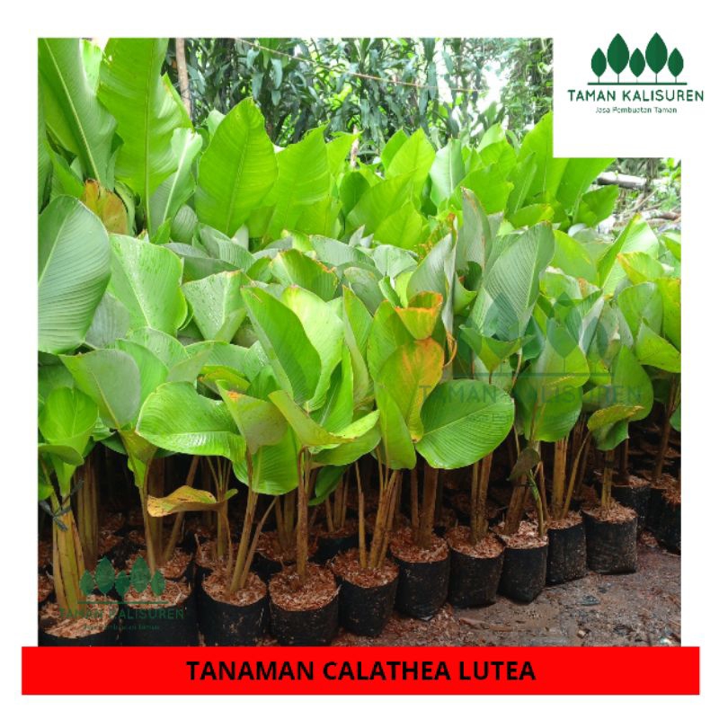 Jual Tanaman Calathea Lutea - Tanaman Hias Pisang-pisangan Calatea ...