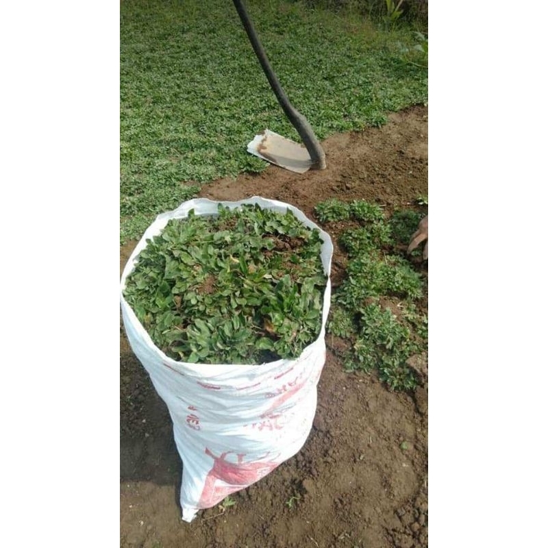 Jual TERMURAH!!! Rumput Gajah Mini 1 karung penuh | Shopee Indonesia