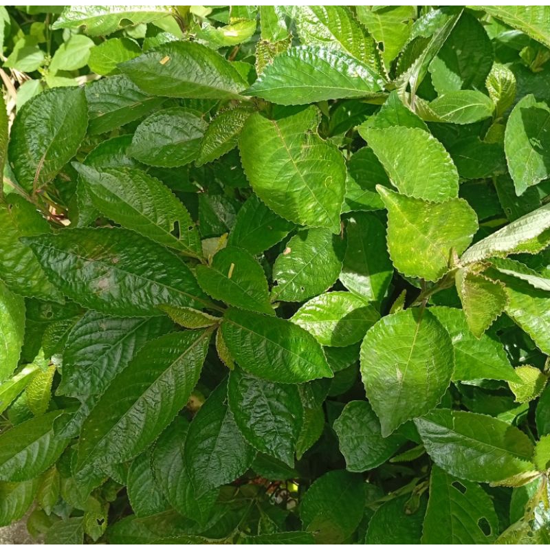 Jual pecah beling/daun keji beling 500gr | Shopee Indonesia